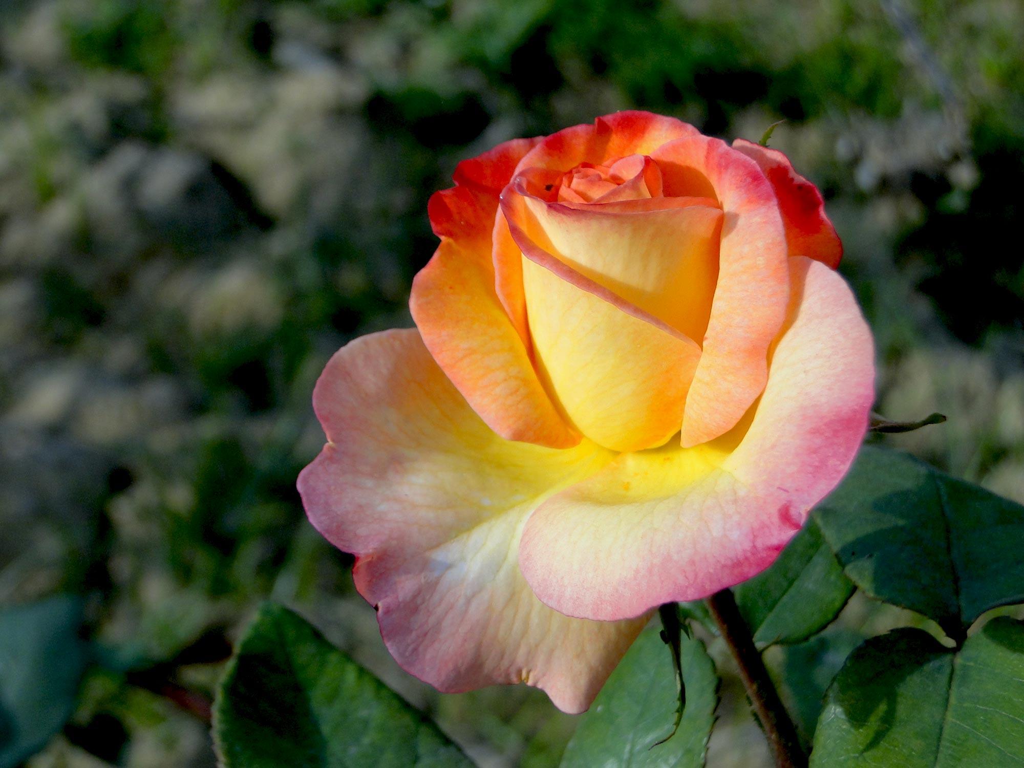 High Resolution Pictures - 24 : Free Download - Multi-colored Rose