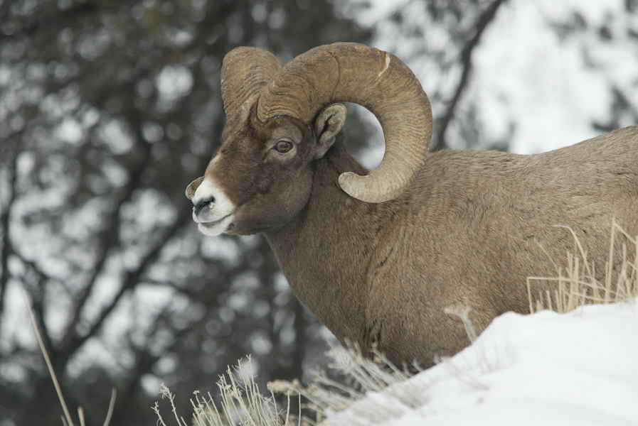 Download high resolution images of Wild Animals - 21