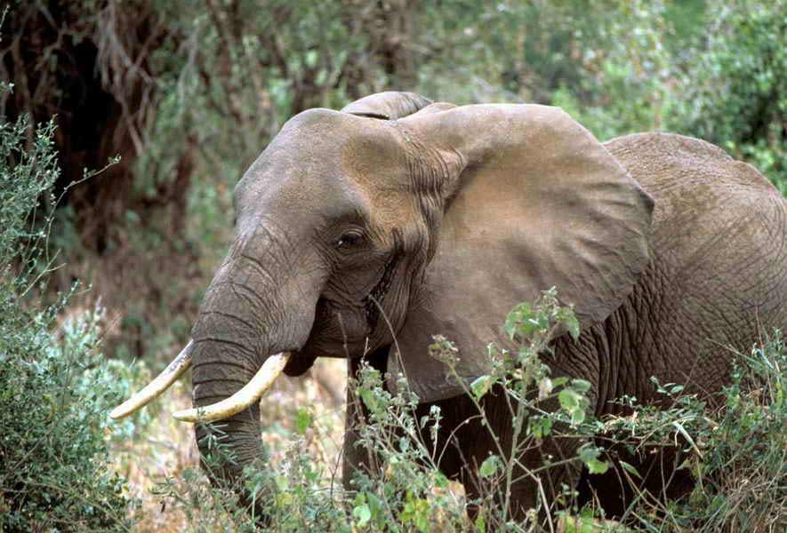 Wild Animals: beautiful pictures, good photos, nice pictures – download ...